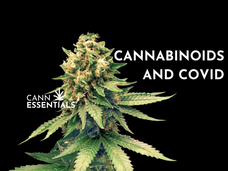 Home - Cannessentials